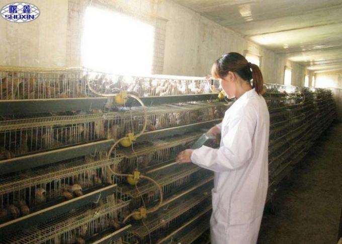 Galvanized Steel Wire Quail Cages 6 Tiers Layers 1.8m Length Long Lifetime